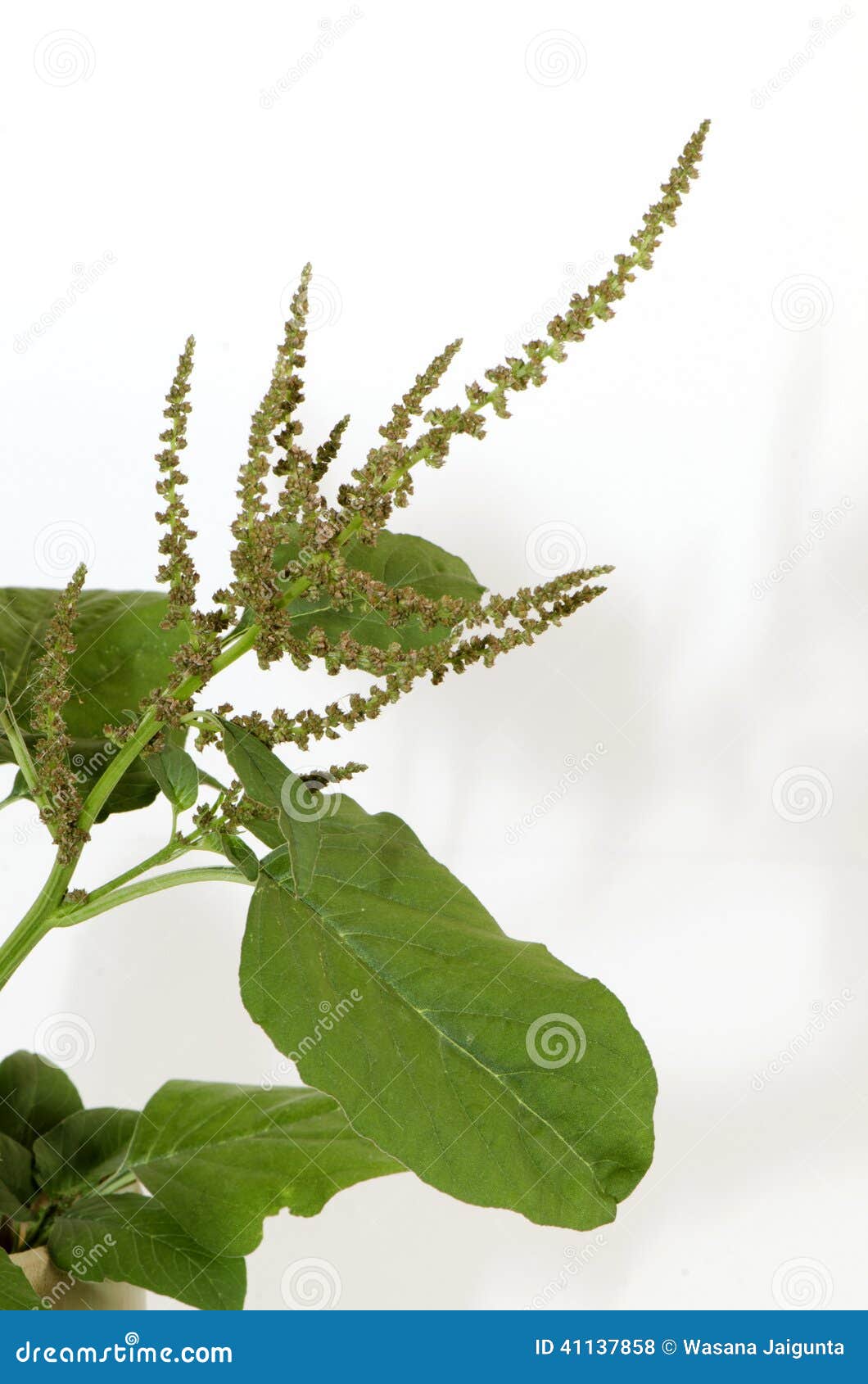 Amaranto, amaranto verde foto de archivo. Imagen de hoja - 41137858