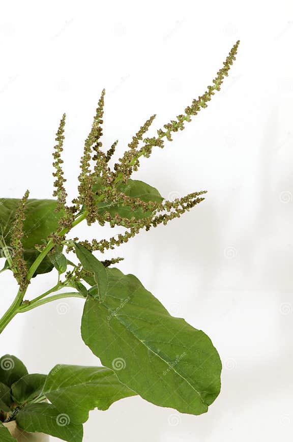 Amaranto, amaranto verde foto de stock. Imagem de nutriente - 41137858