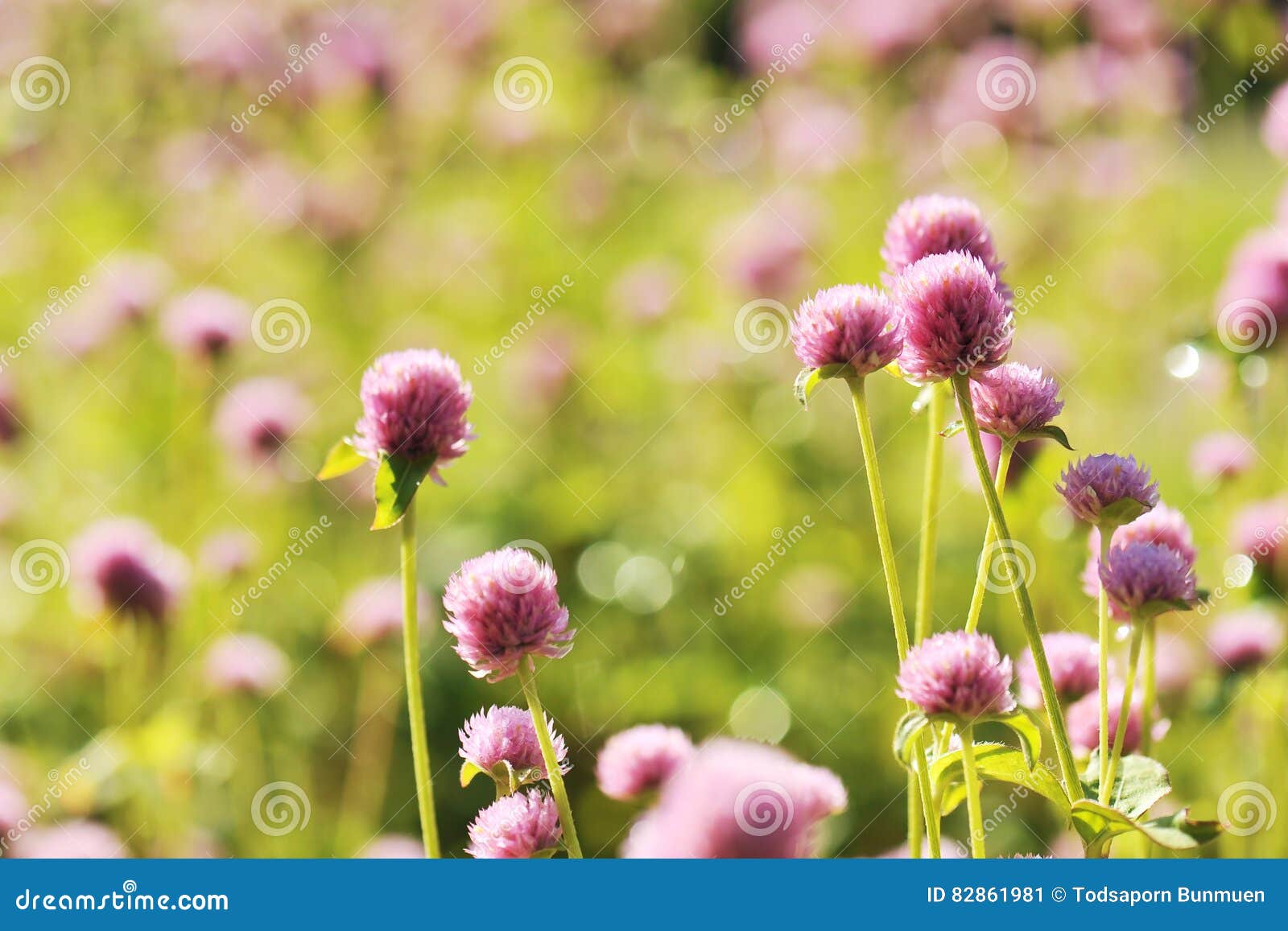 Amaranto De Globo Ou De Globosa Do Gomphrena Flor Imagem de Stock ...