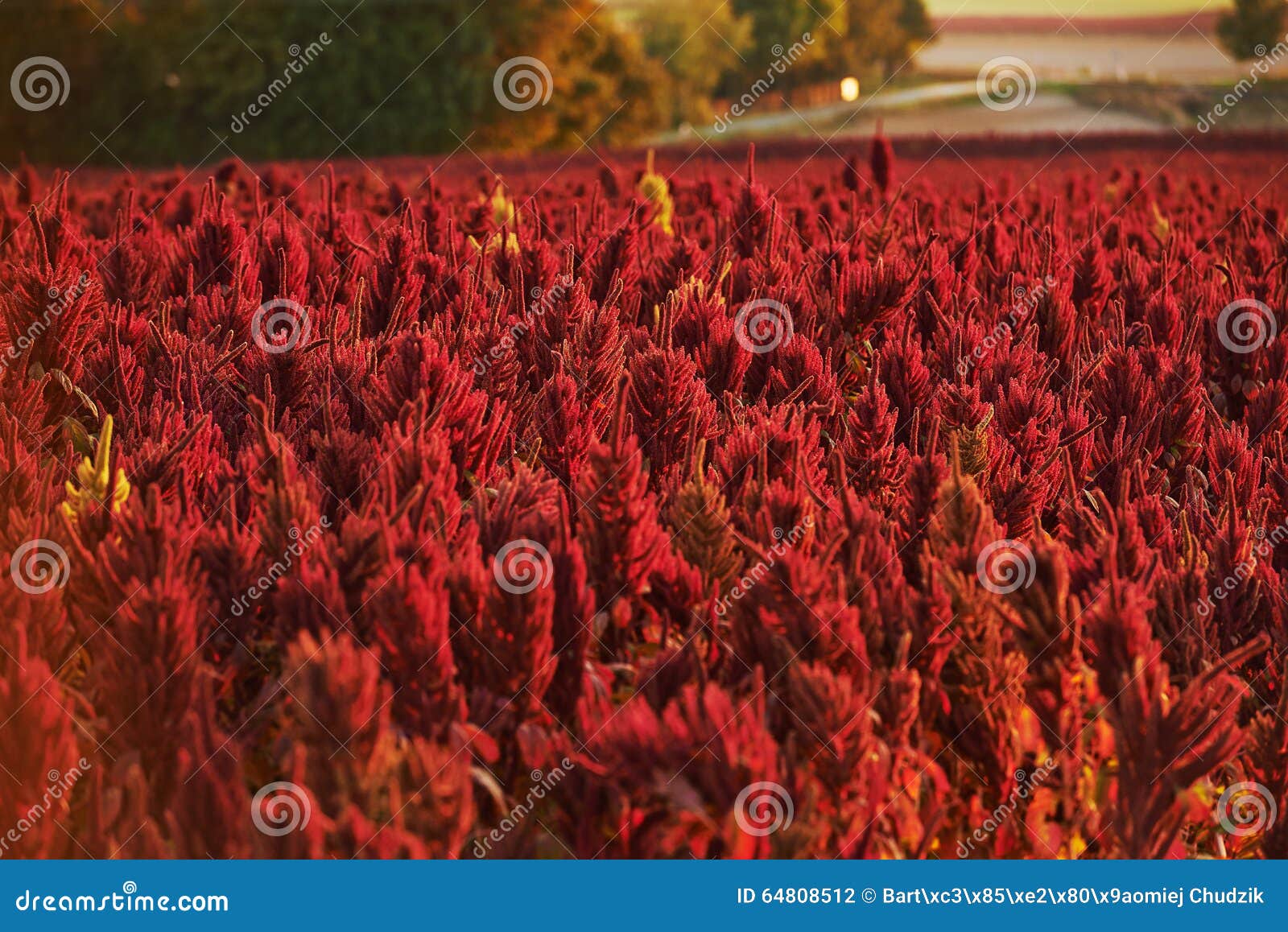 Amaranto del campo foto de archivo. Imagen de planta - 64808512
