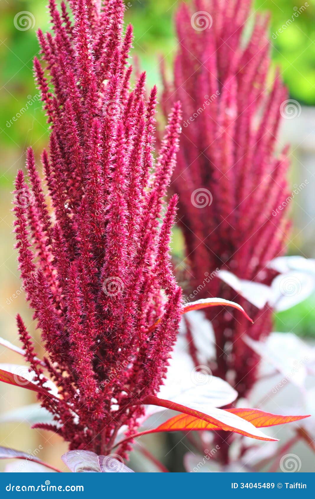 Amaranto Rosso (amaranthus Cruentus) Immagine Stock - Immagine di ...