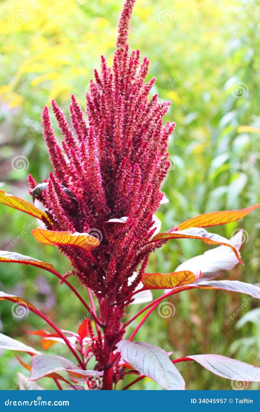 Amaranto Rosso (amaranthus Cruentus) Immagine Stock - Immagine di viola ...