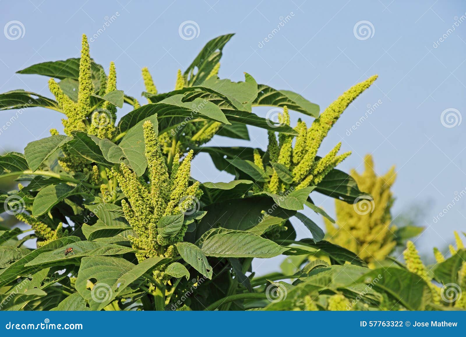 Amaranto verde dall'India fotografia stock. Immagine di amminico - 57763322