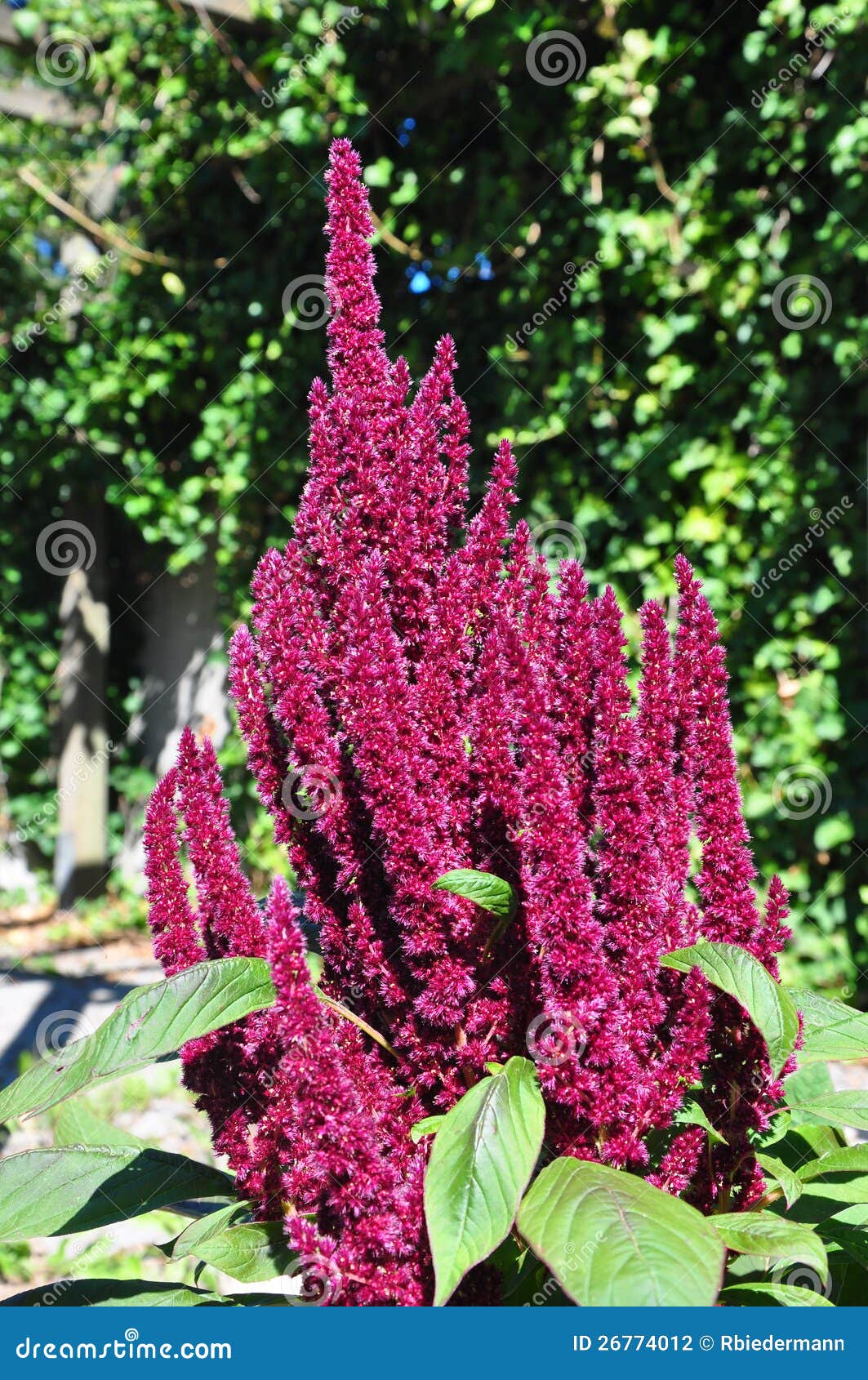 Amaranto Vermelho (cruentus Do Amaranto) Foto de Stock - Imagem de ...