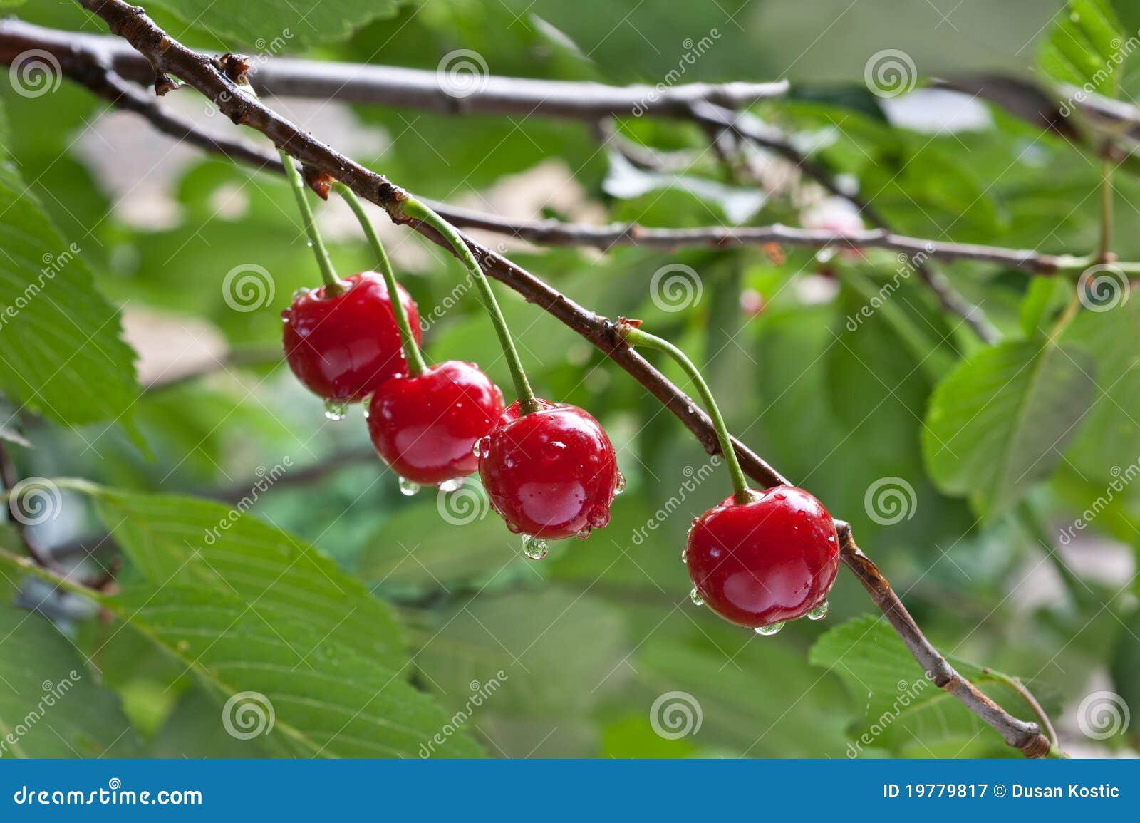 Amarena su un albero immagine stock. Immagine di verde - 19779817