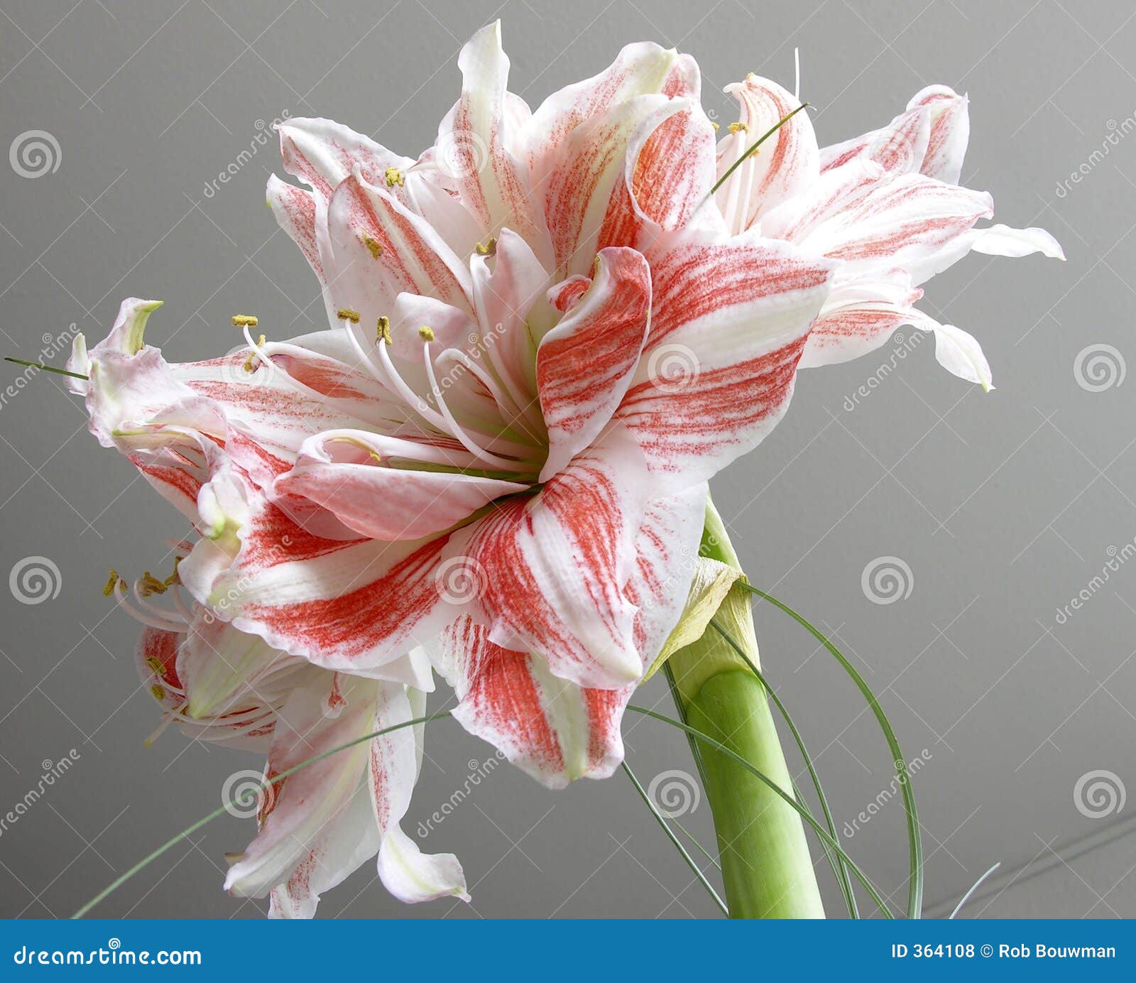 Amarilis stock photo. Image of stem, leaves, beauty, amarilis - 364108