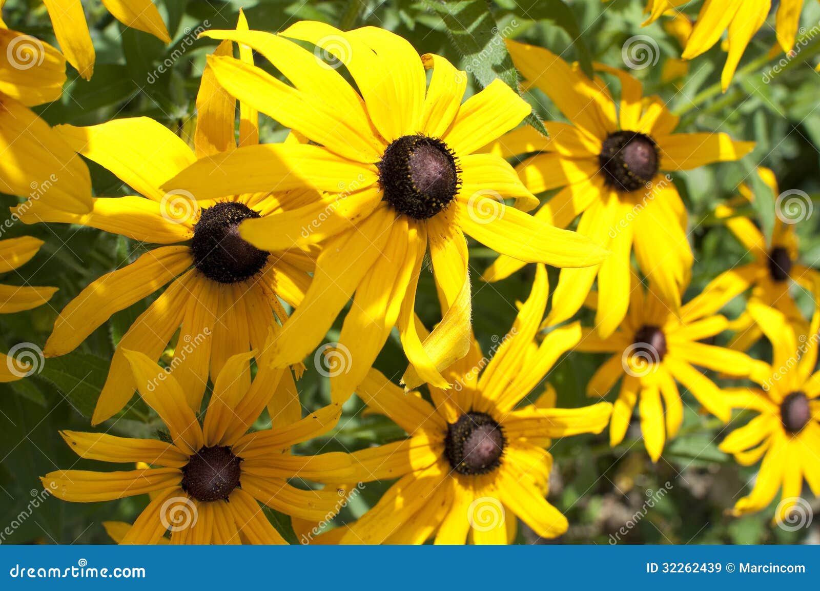 Amarillo Del Rudbeckia - Flor Negra Imagen de archivo - Imagen de ...