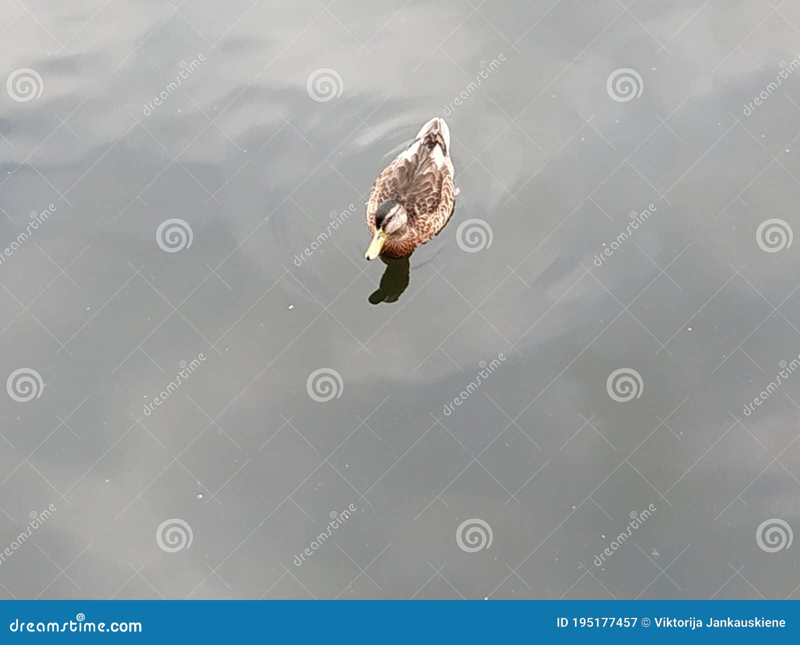 Amarillo pato imagen de archivo. Imagen de amarillo - 195177457