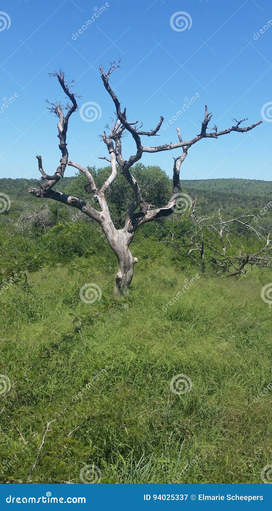 Amarula Tree stock image. Image of nature, amarula, beauty - 94025337