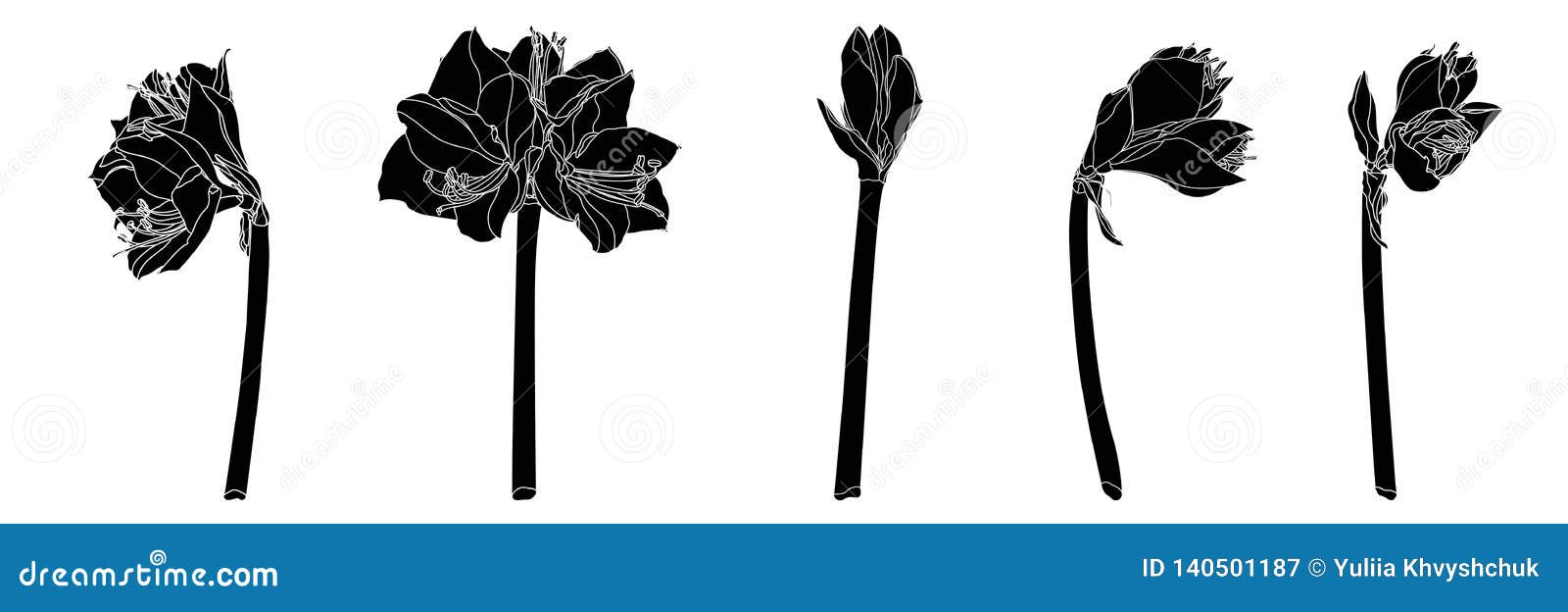 Clivia Line Drawing Stock Illustrations – 37 Clivia Line Drawing Stock ...