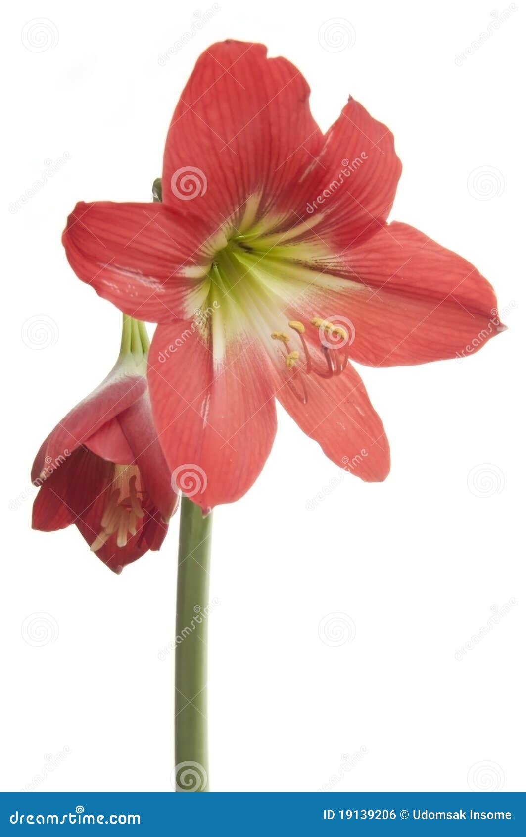 Amaryllidaceae flower 2 stock photo. Image of beautiful - 19139206
