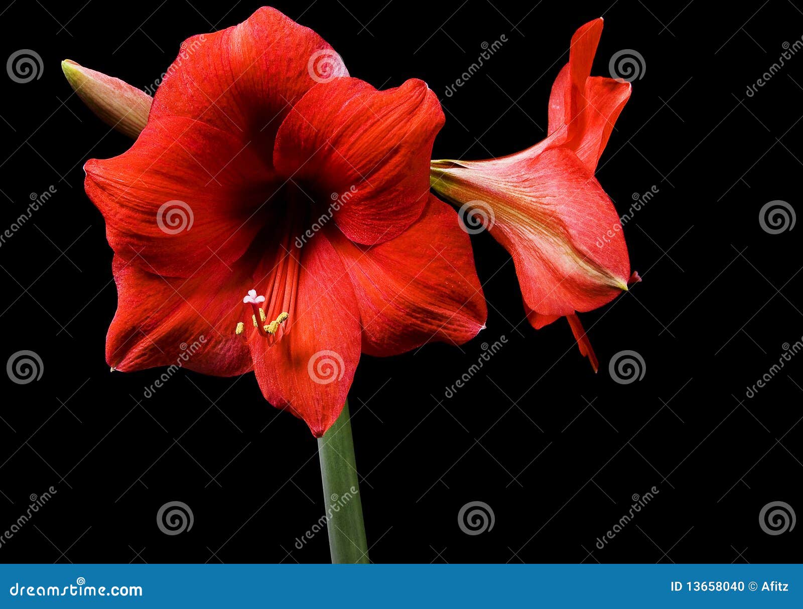 Amaryllis photo stock. Image du rouge, fleurs, grand - 13658040