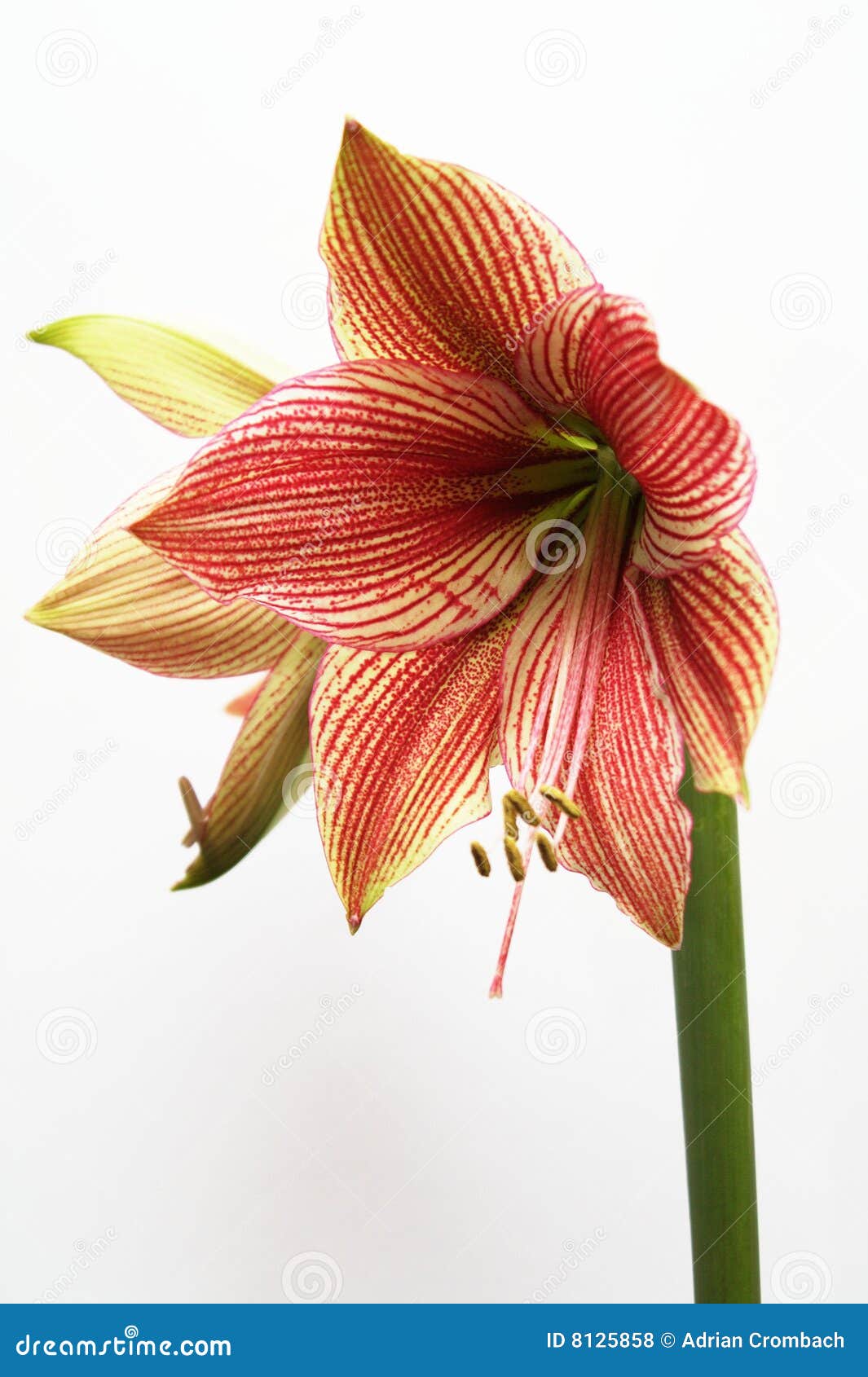 Amaryllis fotografia stock. Immagine di fogli, bianco - 8125858