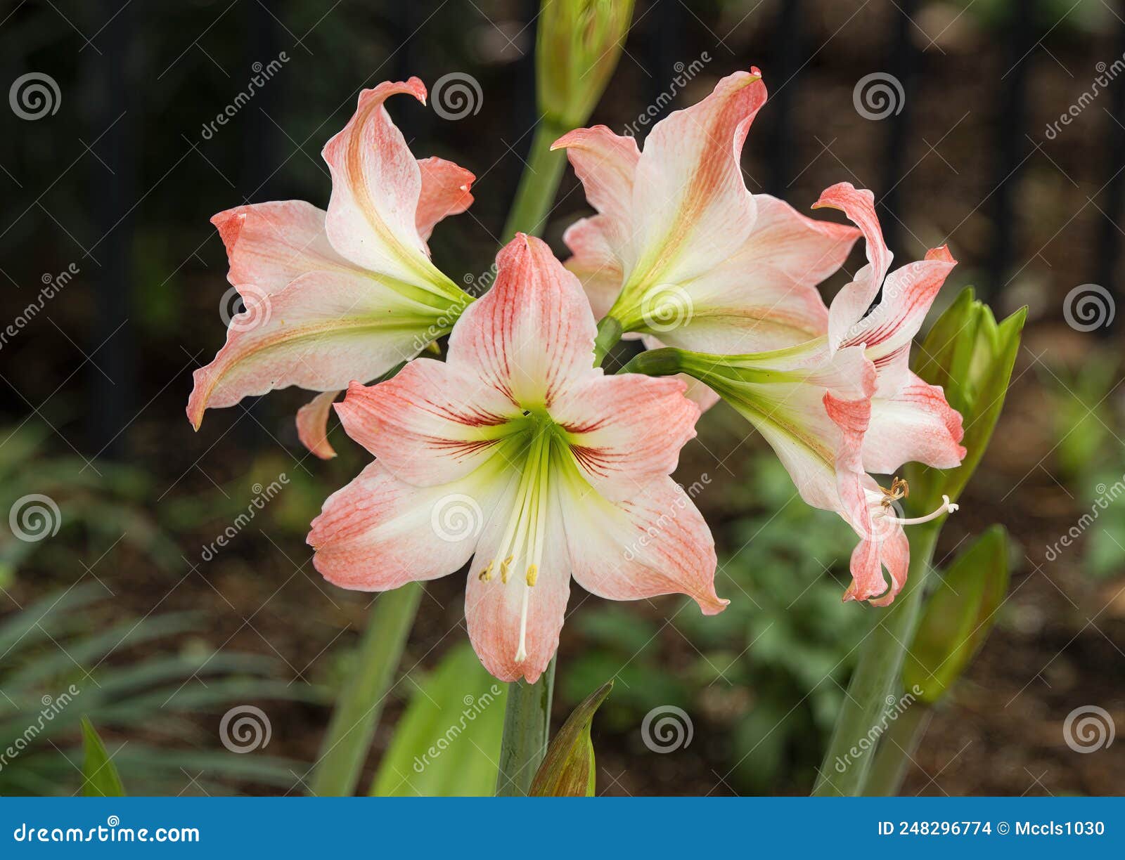 Amaryllis Amorette stock photo. Image of popular, garden - 248296774