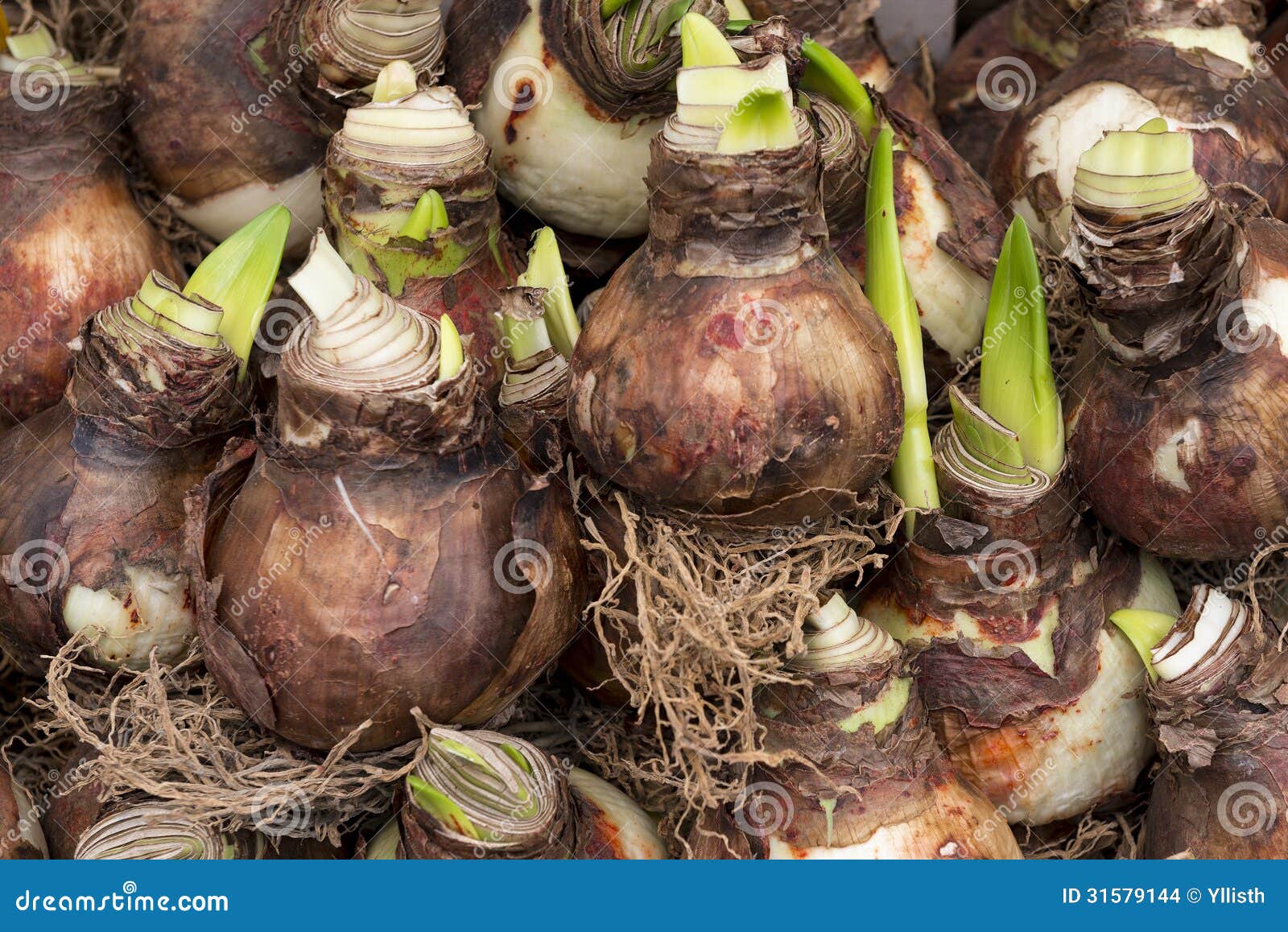 Amaryllis bulb stock photo. Image of cultivated, delicate - 31579144