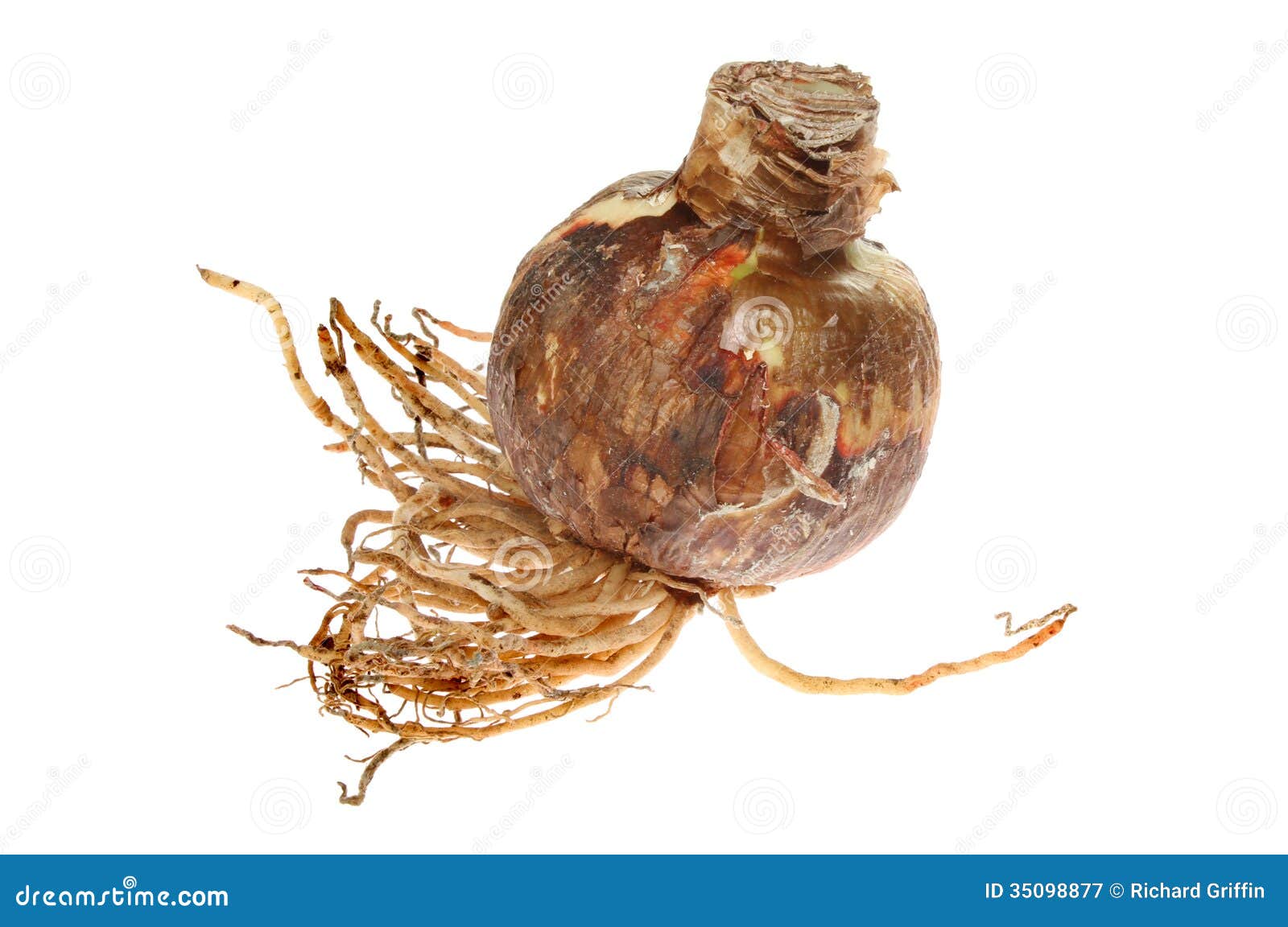 Amaryllis bulb stock image. Image of plant, root, brown - 35098877
