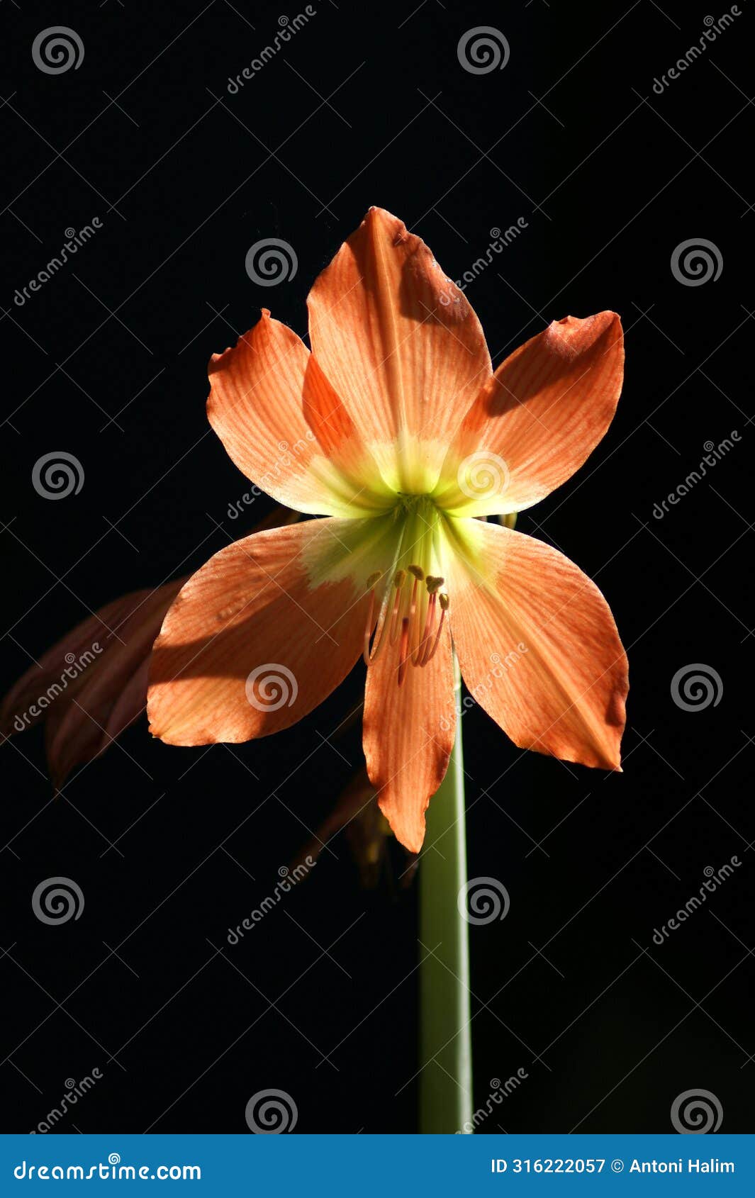 Amaryllis stock image. Image of colours, elegant, head - 316222057
