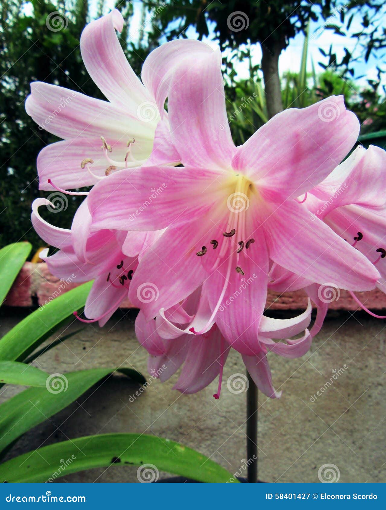 Amaryllis stock image. Image of stamens, detail, summer - 58401427