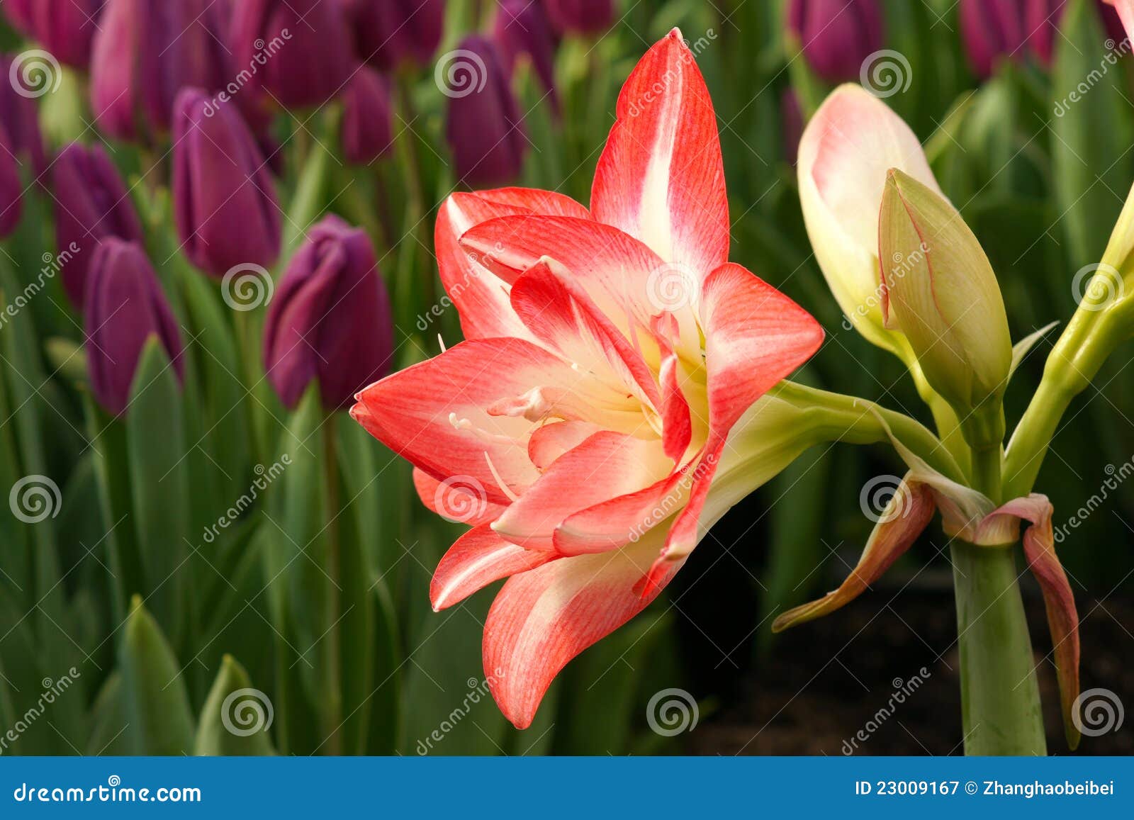 Amaryllis flower stock image. Image of rutilum, petals - 23009167
