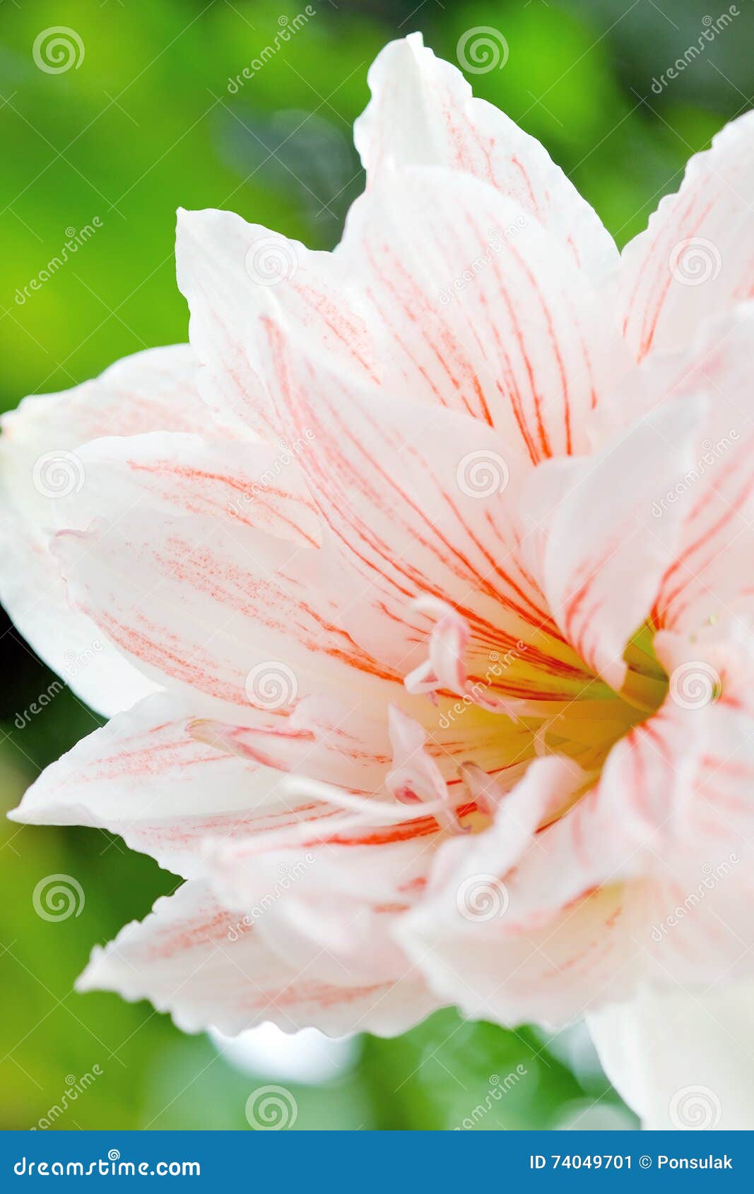 Amaryllis Flower imagen de archivo. Imagen de flor, rosa - 74049701