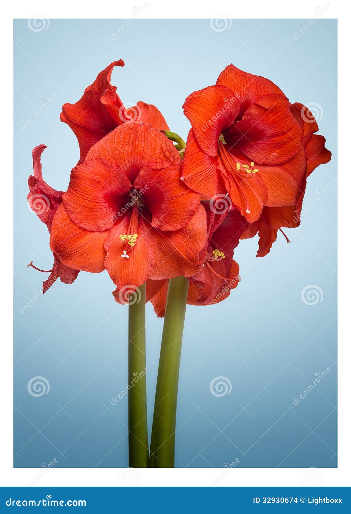 Amaryllis Flower stock photo. Image of beauty, freshness - 32930674