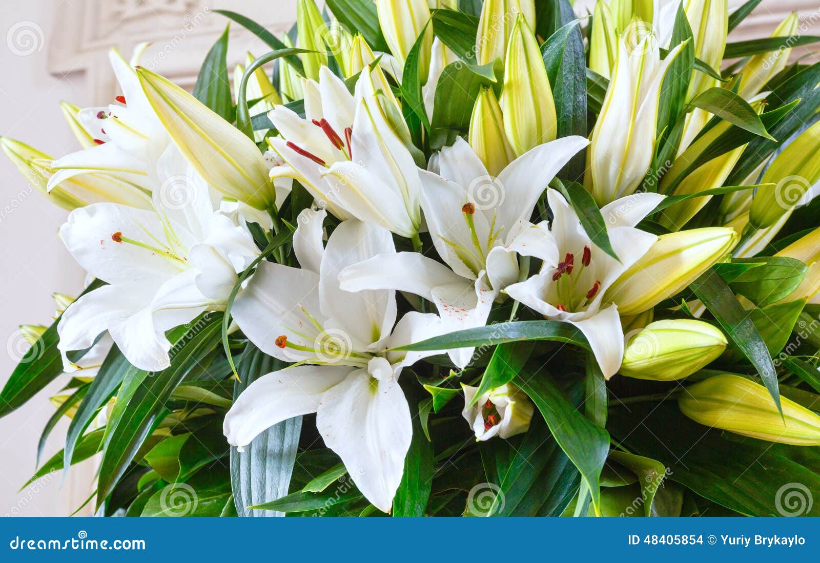 Amaryllis flowers bouquet stock photo. Image of plant - 48405854
