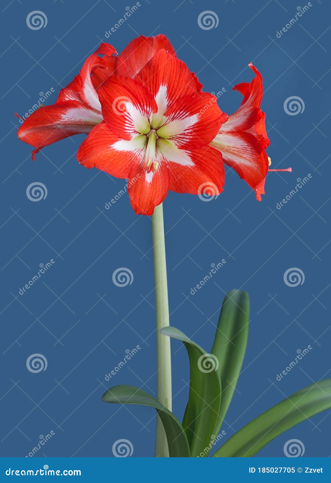 Amaryllis Hippeastrum Sonatini Eye Catcher on the Blue Background Stock ...