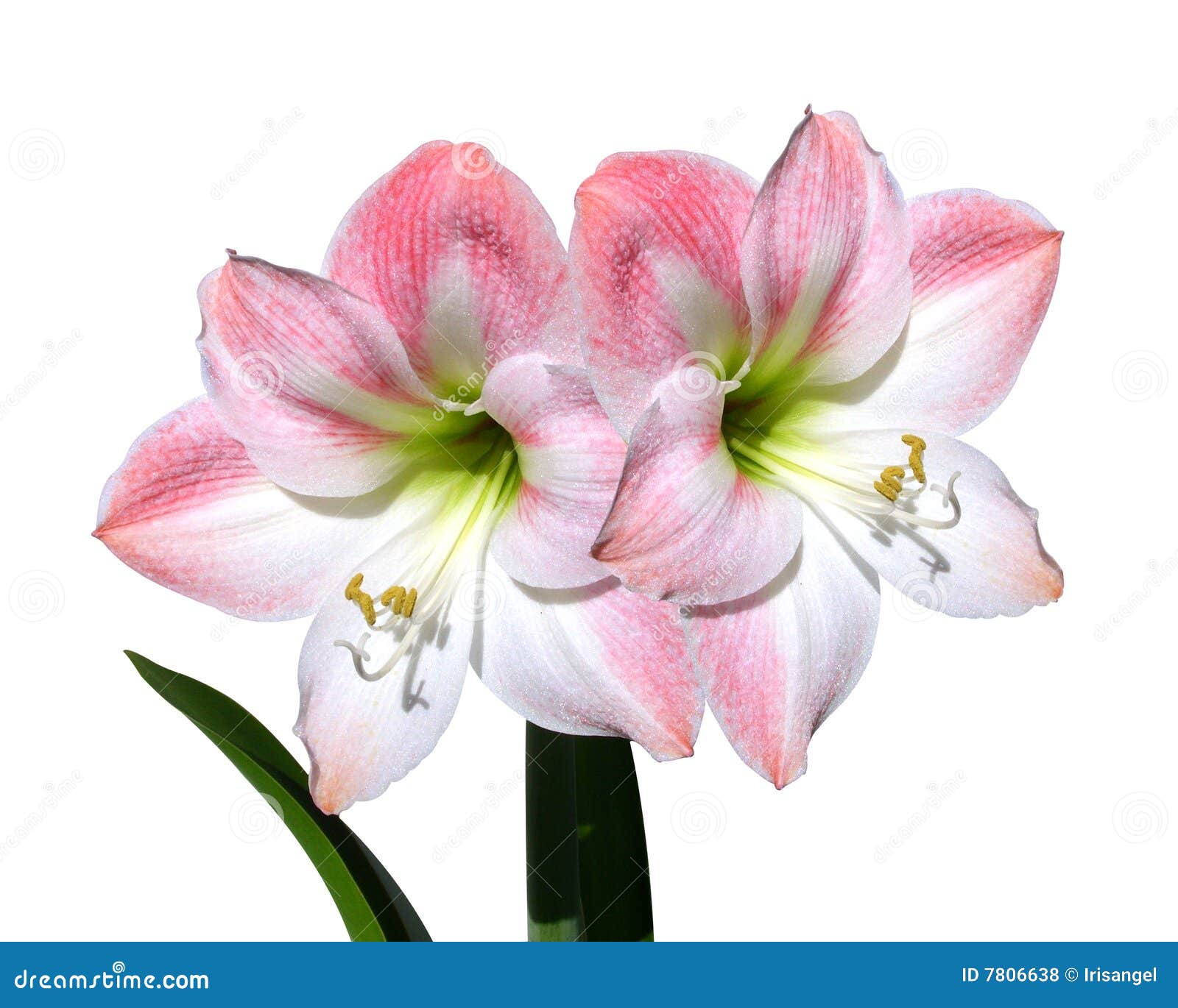 Amaryllis Pink Flowers Isolated on White Stock Photo - Image of spring ...