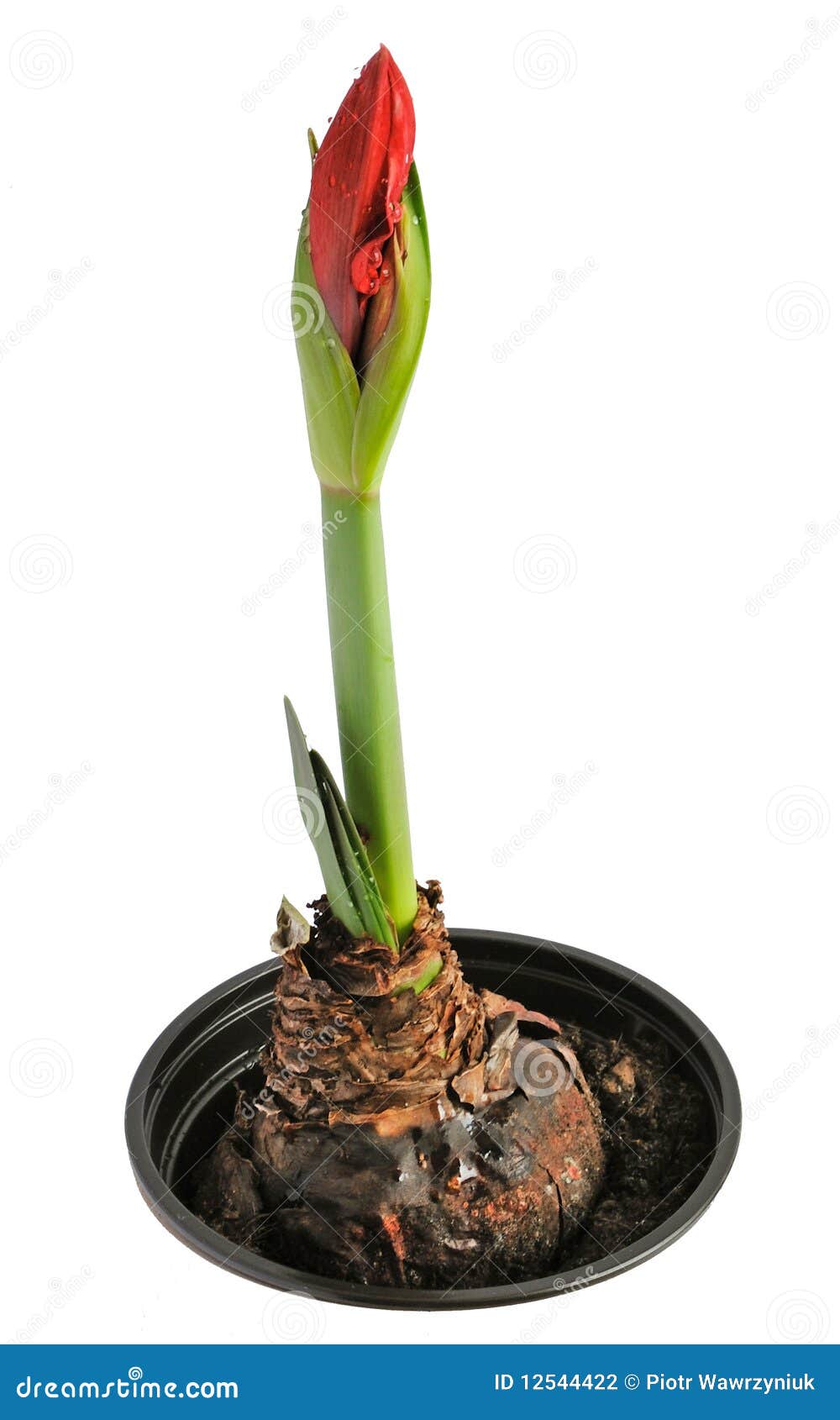 Amaryllis in pot stock photo. Image of flower, initiation - 12544422