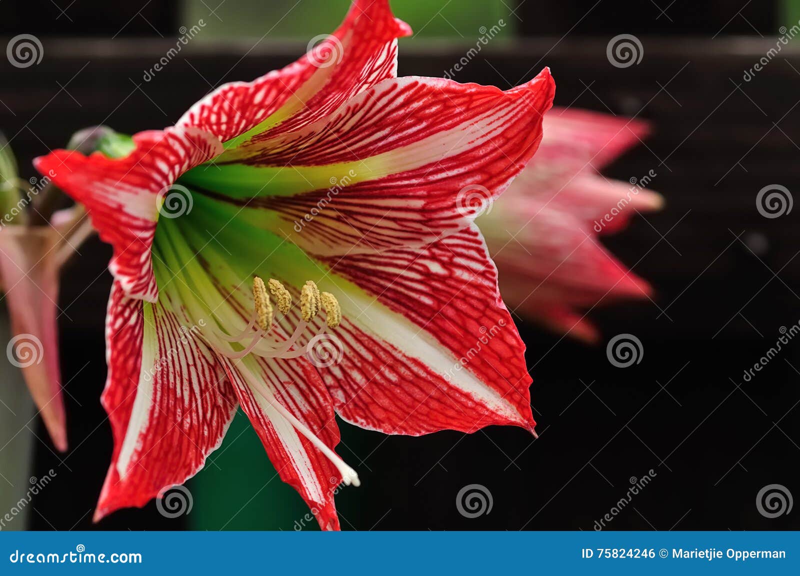 Amaryllis stock photo. Image of bouquet, summer, flora - 75824246