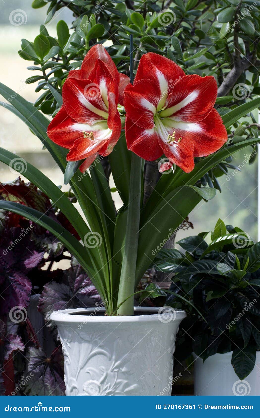 Amaryllis Star of Holland in a White Pot Stock Image - Image of plant ...