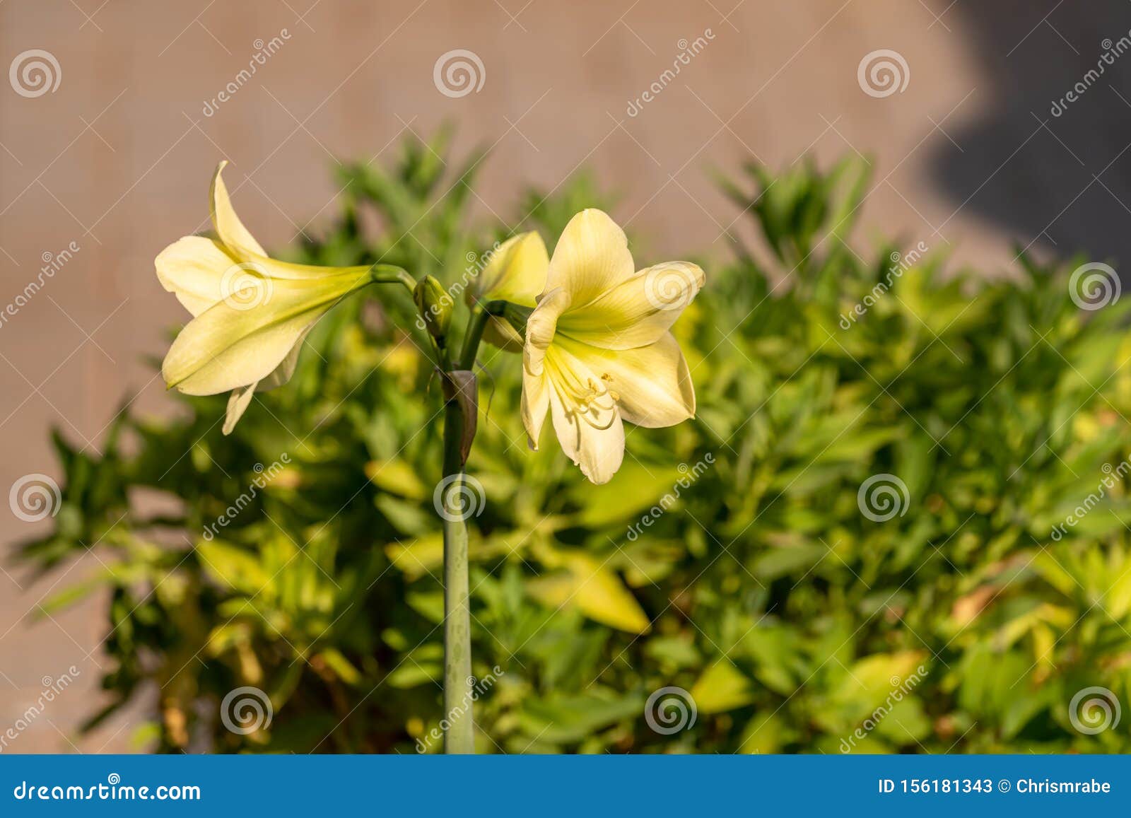 Amaryllis Yellow Star, Large Yellow Flower Stock Image - Image of ...
