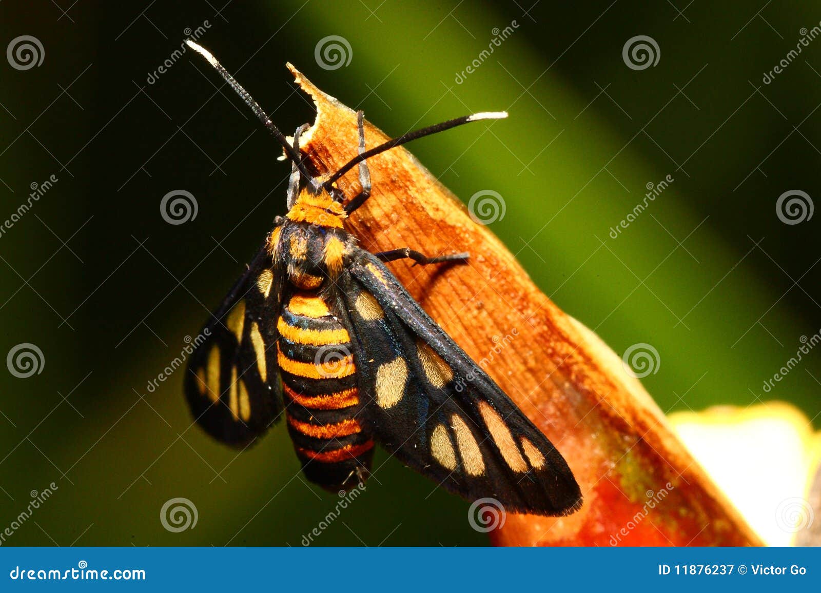 Amata Huebneri (moth) stock image. Image of amata, macro - 11876237