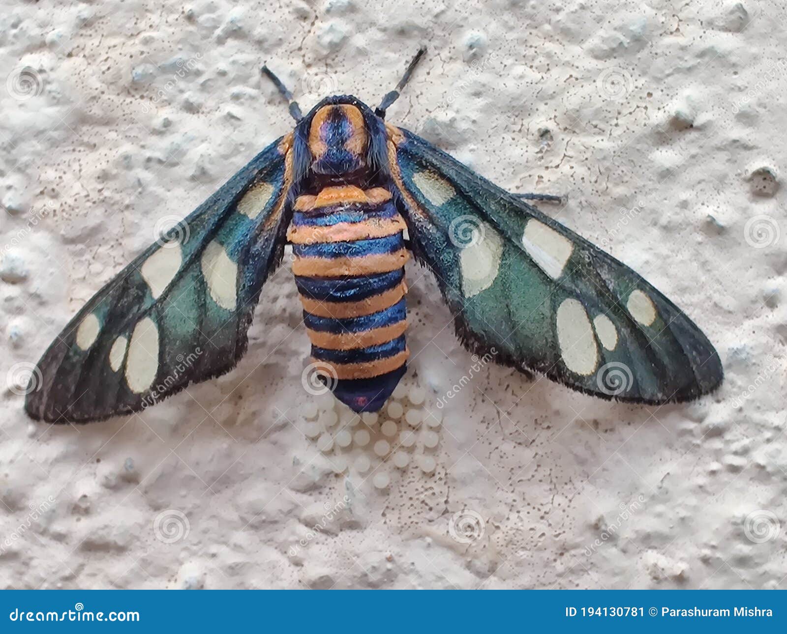 Amata Huebneri Commonly Known As Wasp Moth, Also Known As Tiger Moth ...