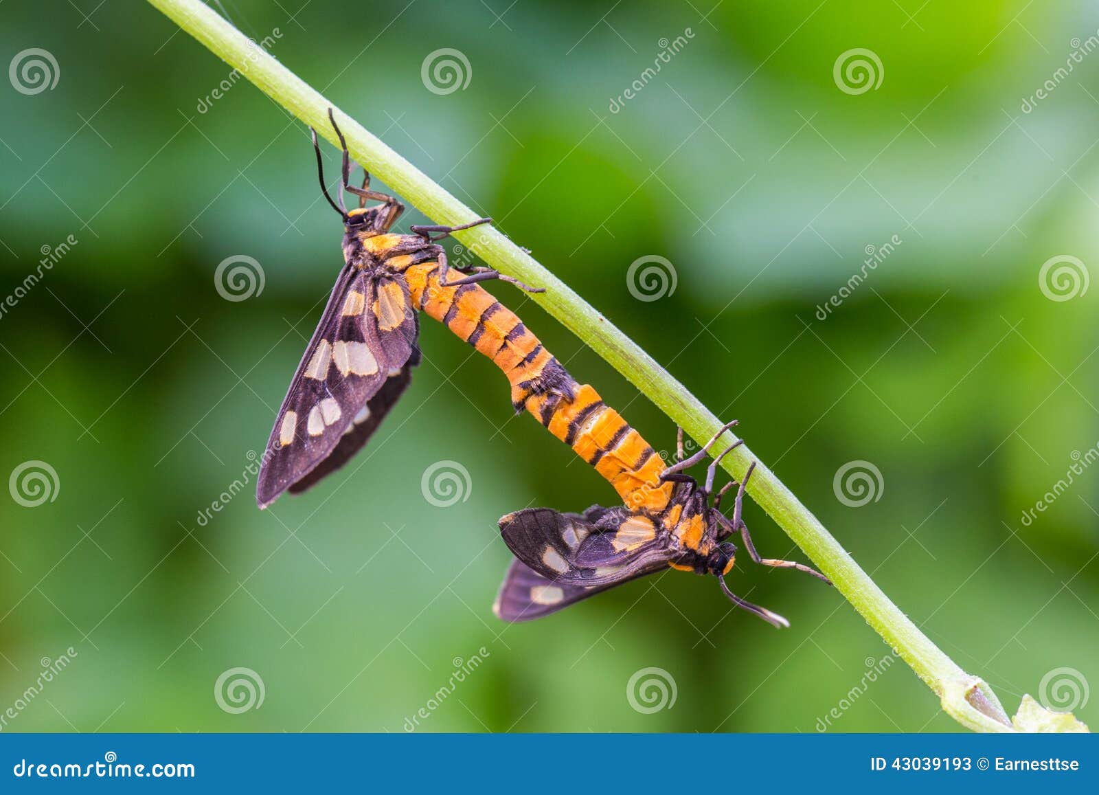 Amata perixanthia mating stock image. Image of insect - 43039193