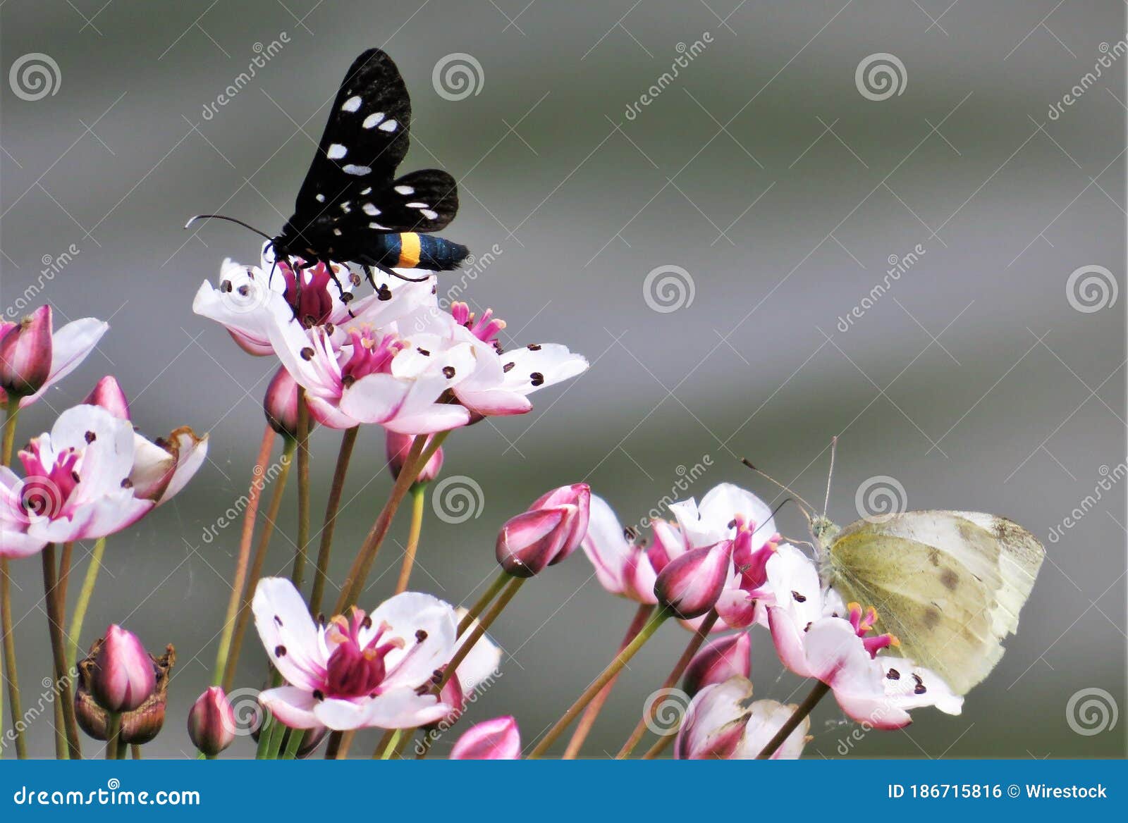 Amata phegea butterfly stock photo. Image of dots, erebidae - 186715816