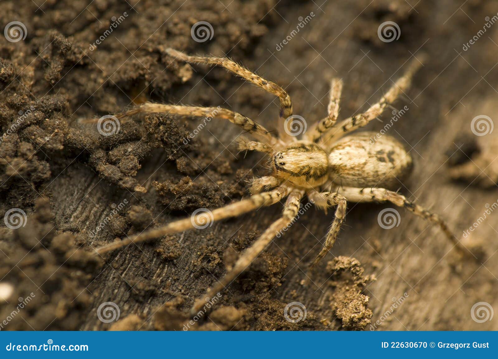 Amaurobiidae stock photo. Image of spider, animal, arachnid - 22630670