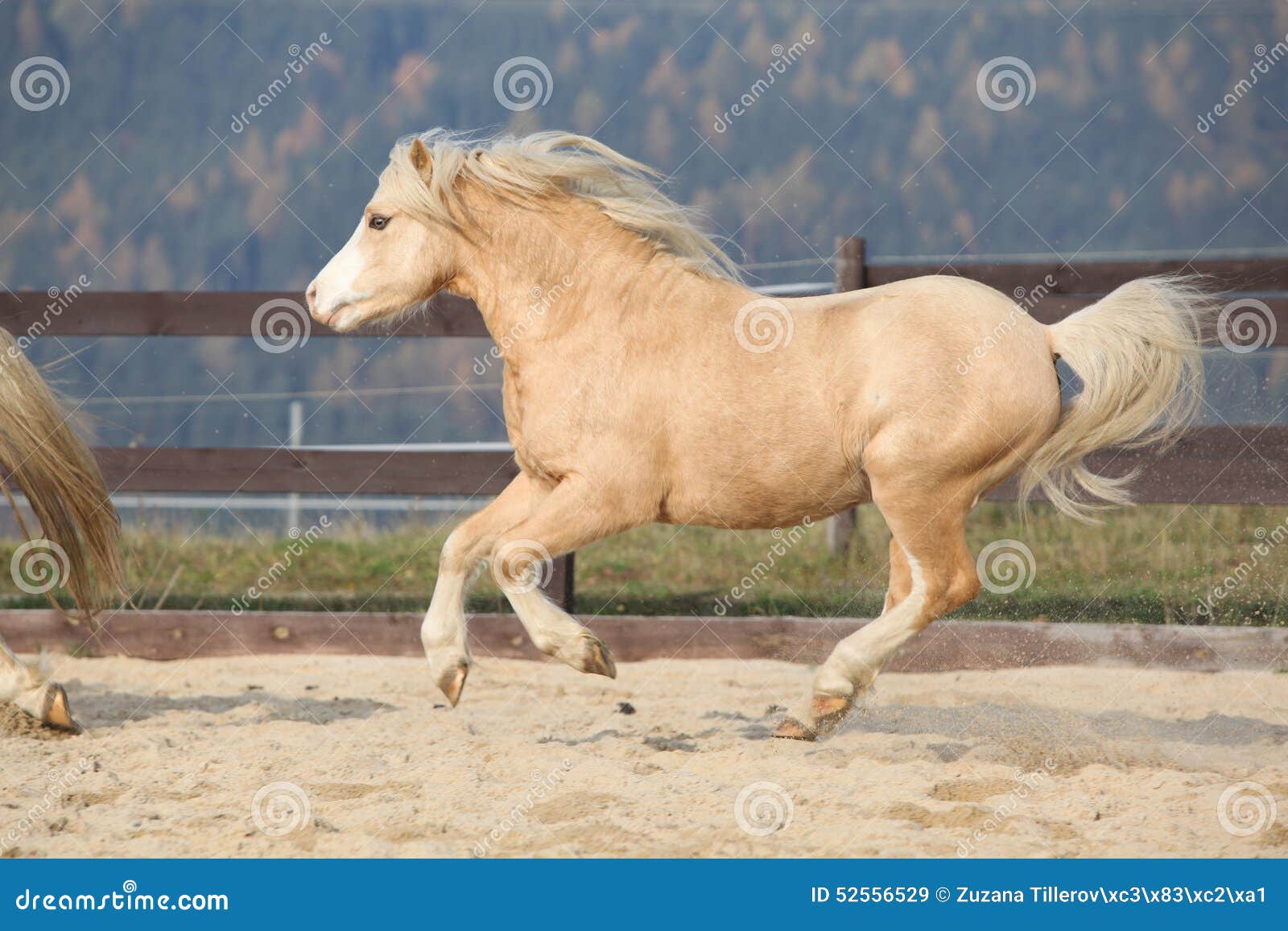 Amazaing Palomino Welsh Mountain Pony Running Stock Image - Image of ...