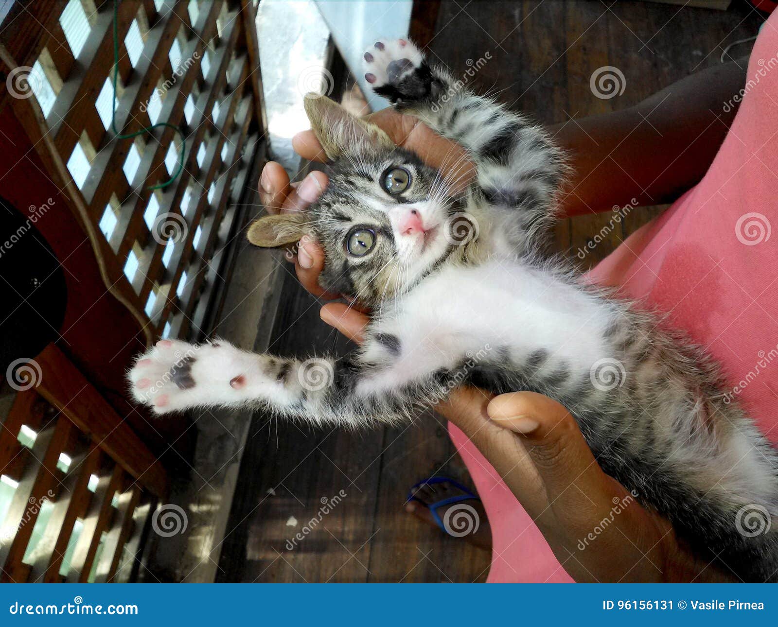 Amazed cat stock image. Image of photographer, view, camera - 96156131