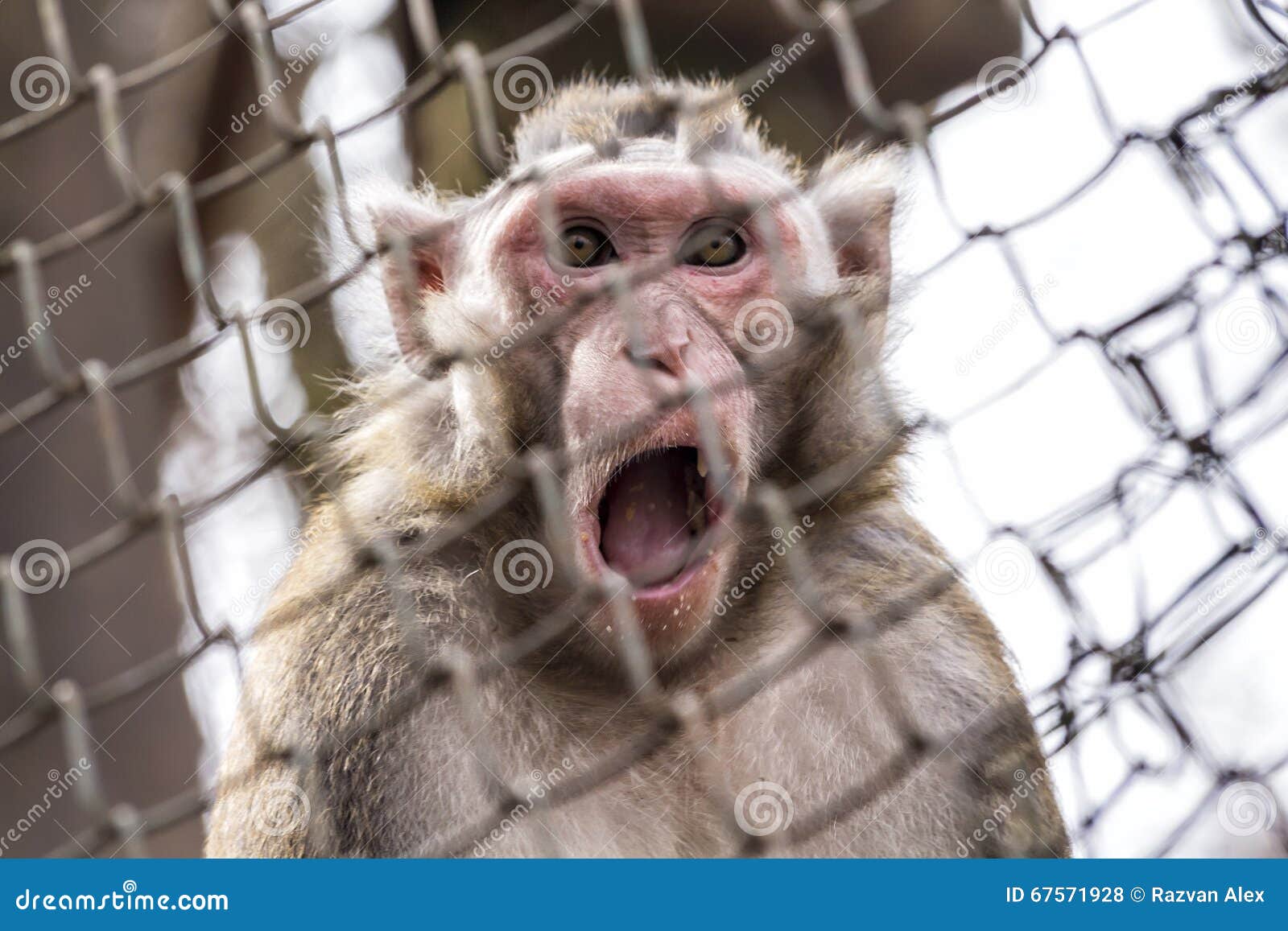 Amazed stock photo. Image of funny, camera, amazed, astonishment - 67571928
