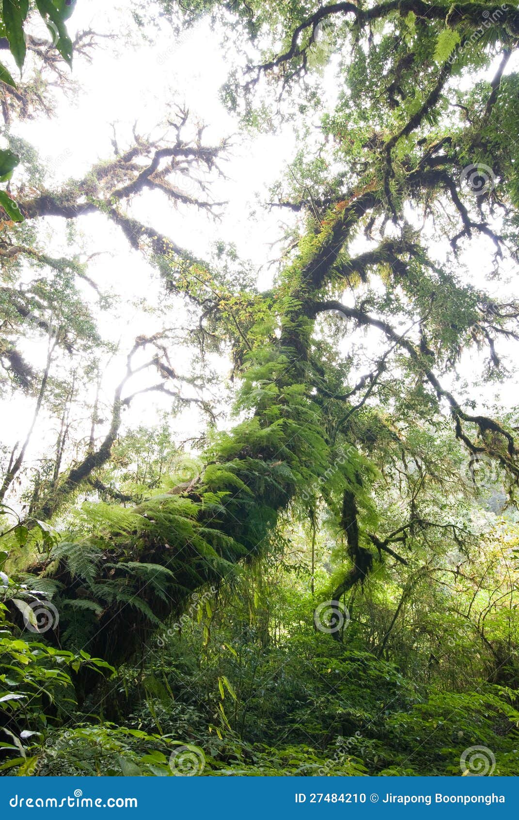 Amazing Ancient Tree Cover with Moss and Fern Stock Photo - Image of ...