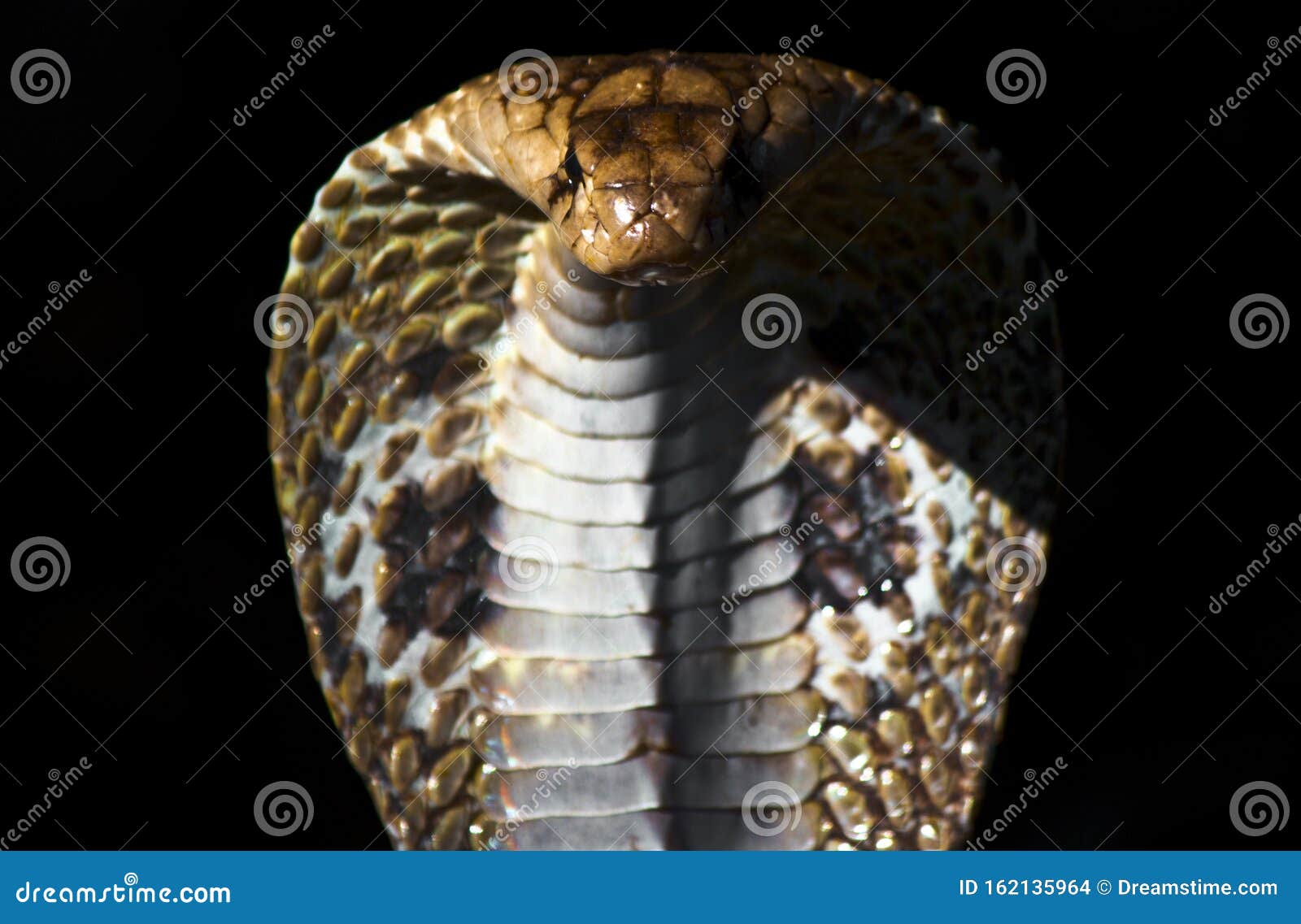 Angry indian cobra stock photo. Image of hunter, amazing - 162135964