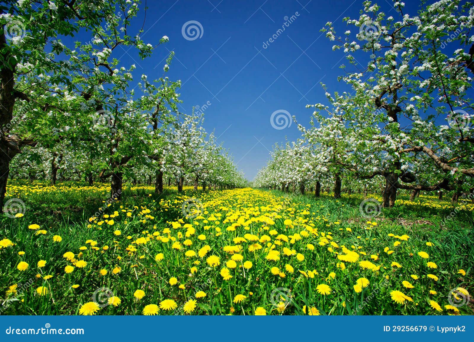 Amazing Apple Orchard in Spring. Stock Image - Image of horizontal ...