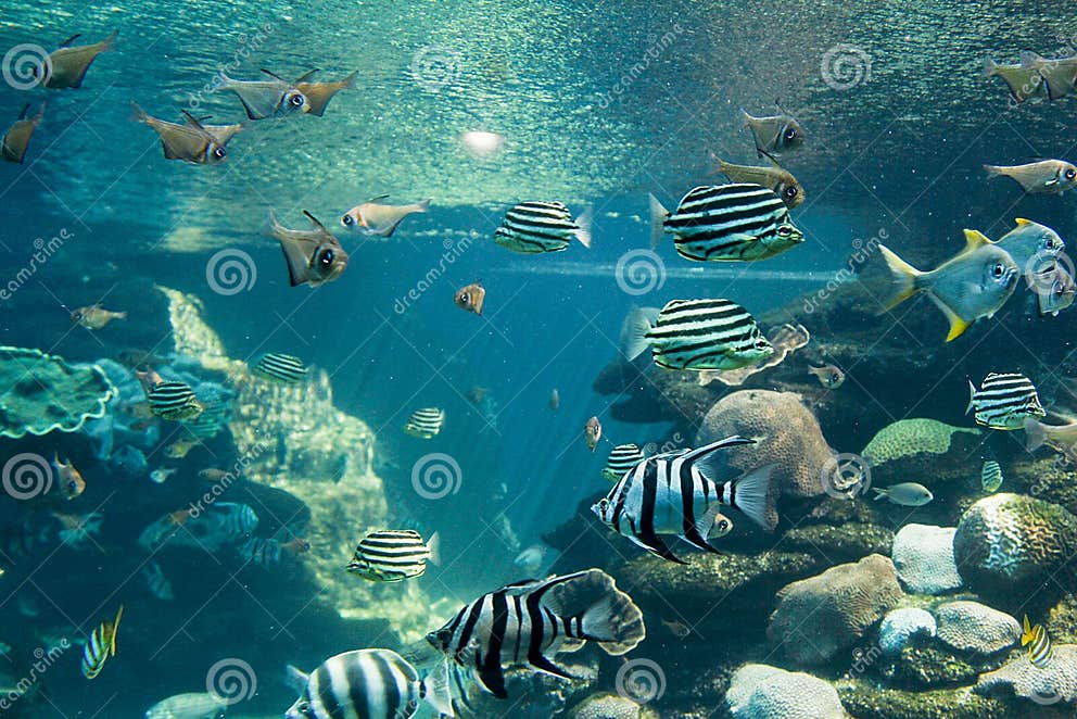 Amazing Aquarium in Perth Australia Aquarium in Perth Australia Nice ...