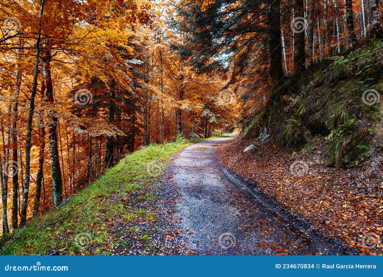 Amazing Autumn Forest Scenery. Irati Forest in Navarra Stock Photo ...