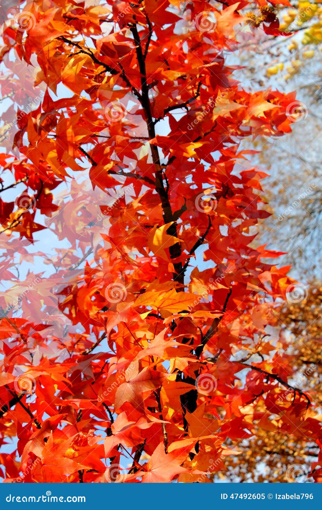 Amazing autumn tree. stock image. Image of yellow, tree - 47492605