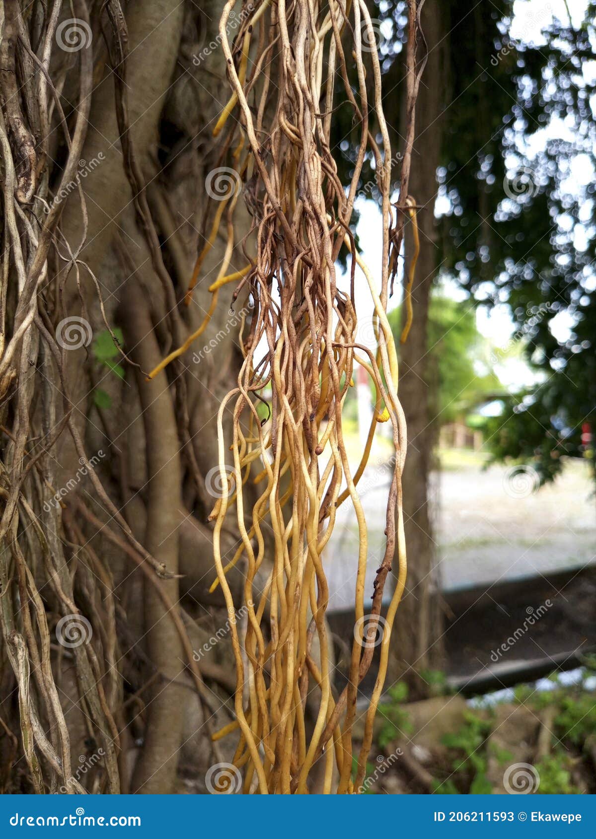 Amazing Banyan Root in Deep Tropical Forest. Stock Image - Image of ...