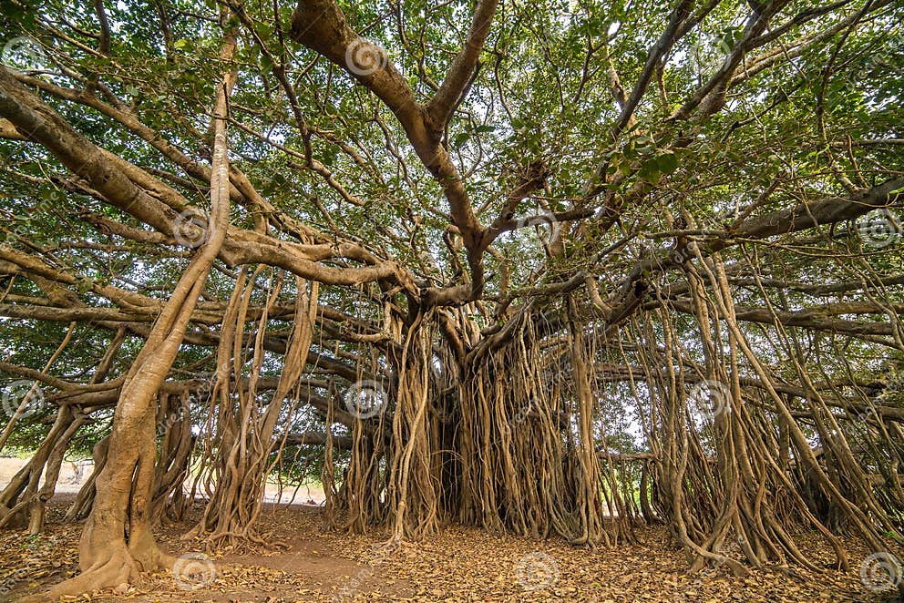 Amazing Banyan Tree. stock image. Image of beauty, botanical - 72378891