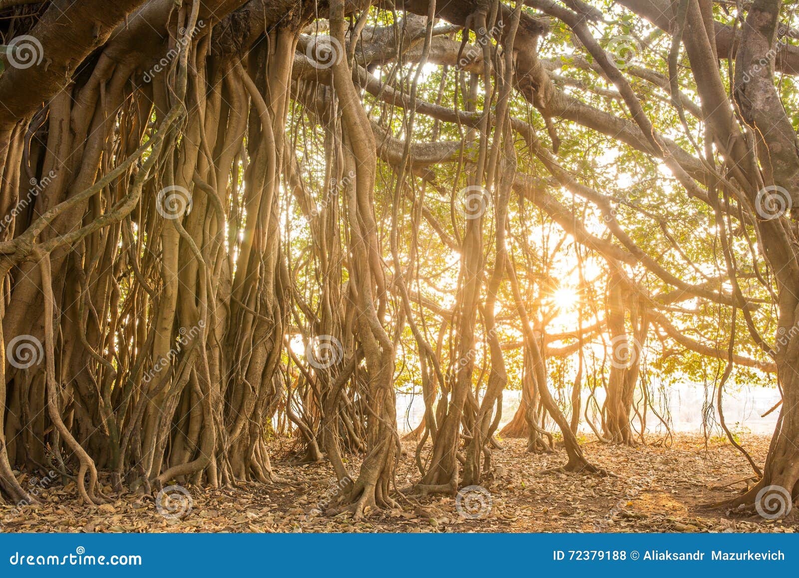 Amazing Banyan Tree. stock photo. Image of branch, green - 72379188