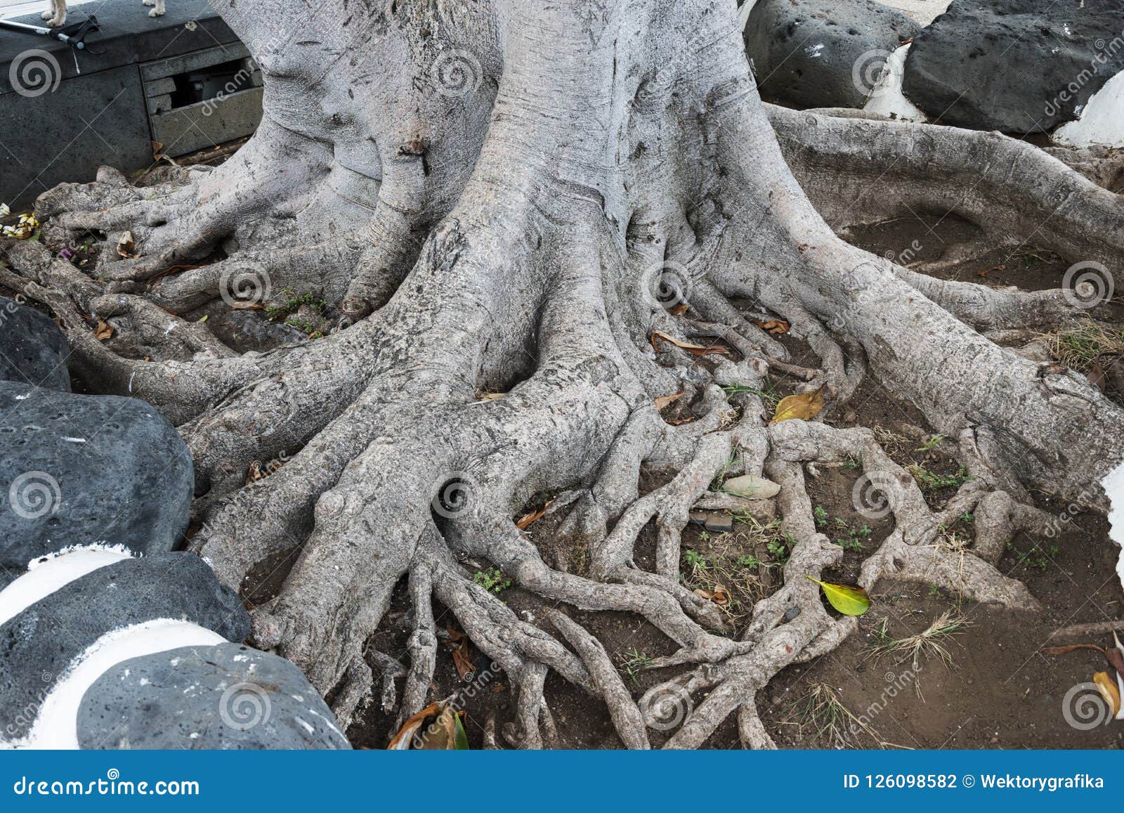 Amazing Bare Tree Roots on the Ground Close Up Photo Stock Photo ...